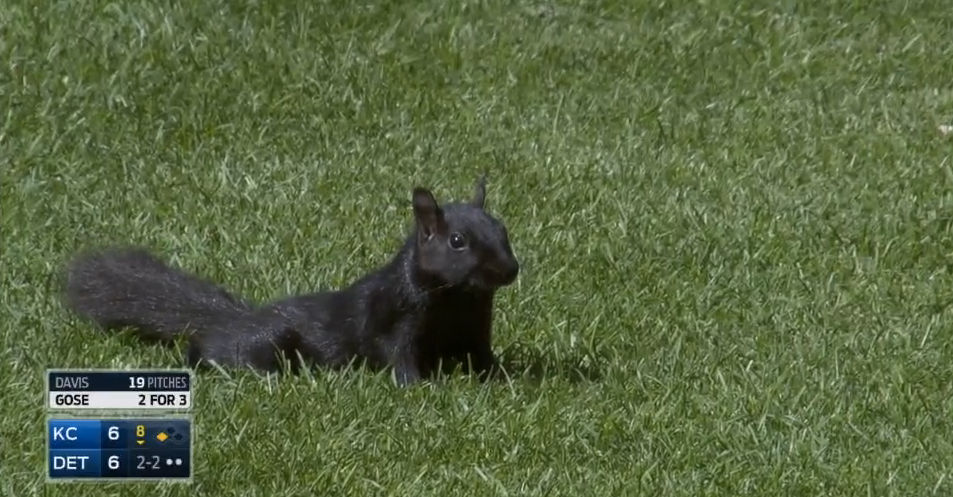 Deadspin | Baseball Squirrel Just Thinks It Can Go Wherever It Wants