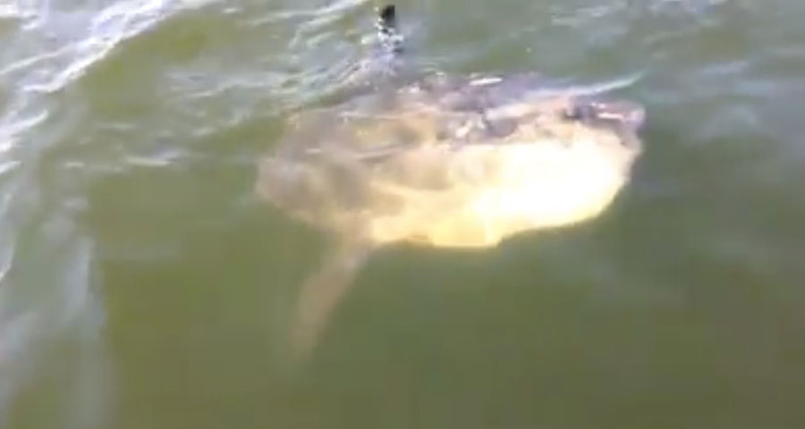 Deadspin | Massachusetts Man Cannot Handle Seeing A Sunfish: "What The ...