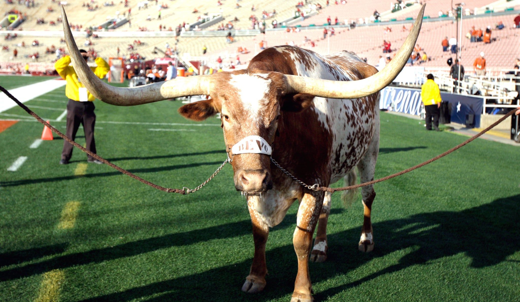 Deadspin | Texas Avenges Their Sick Bovine Mascot, Shocks Oklahoma