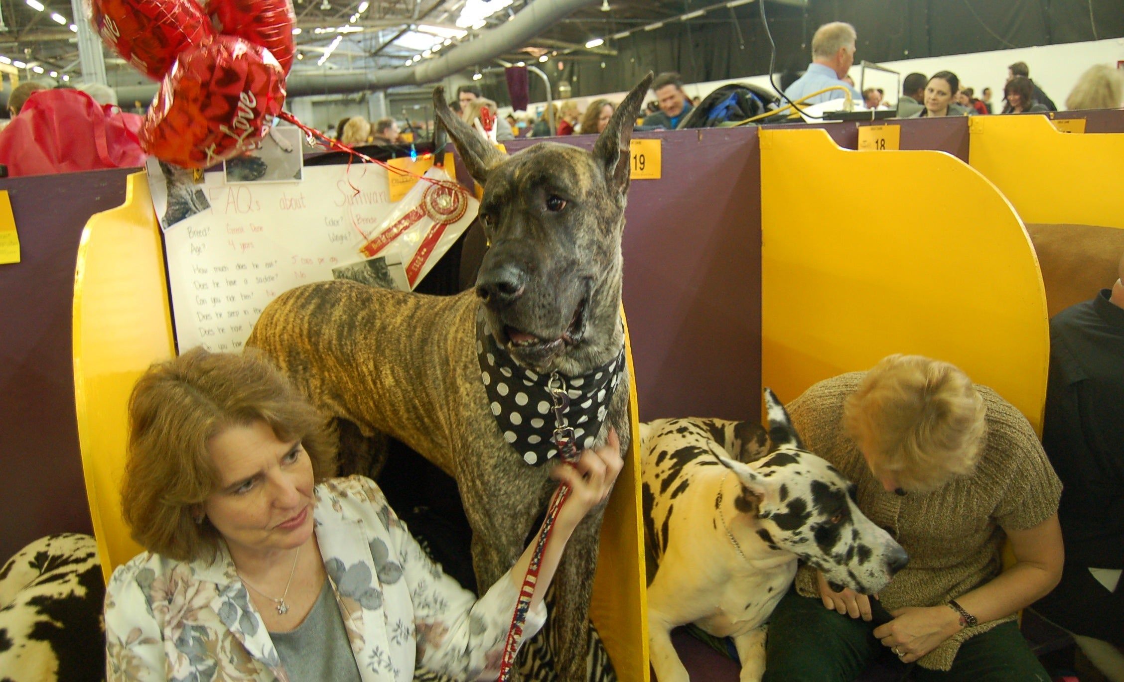 Deadspin | Here Are 2,000 Photos We Took At The Westminster Dog Show