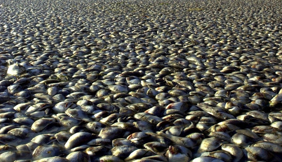 Deadspin | Future Olympic Rowing Lagoon Is Chock Full Of Dead Fish