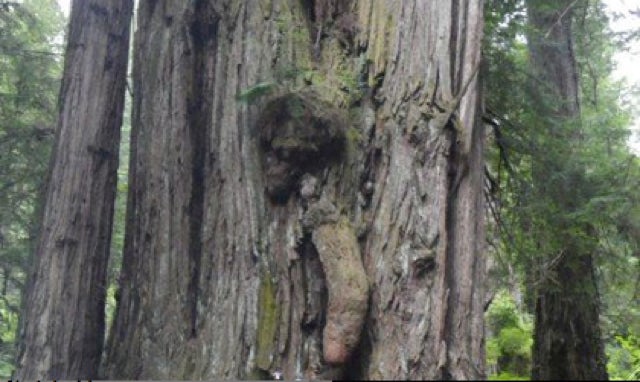 Deadspin | This Week In Unintentional Dong Submissions