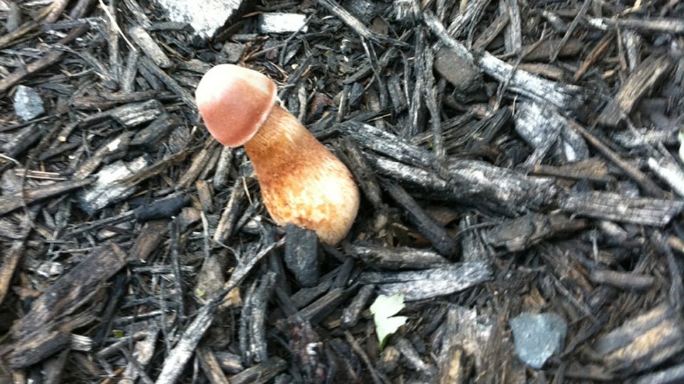 Deadspin | Wild Mushroom Dong Is The Dongiest Unintentional Dong We've ...