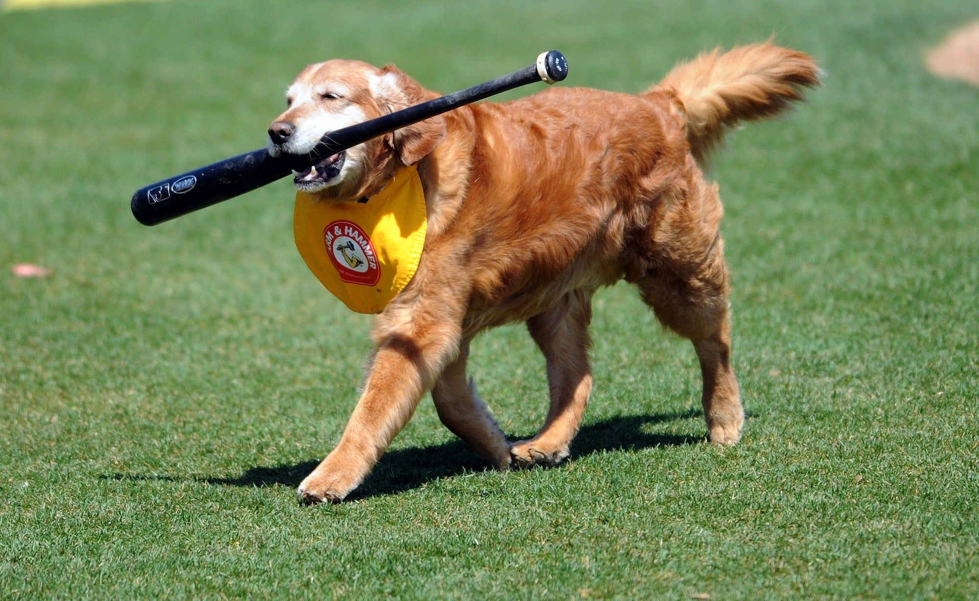 Deadspin | Minor League Bat Dog Of 11 Years Dies