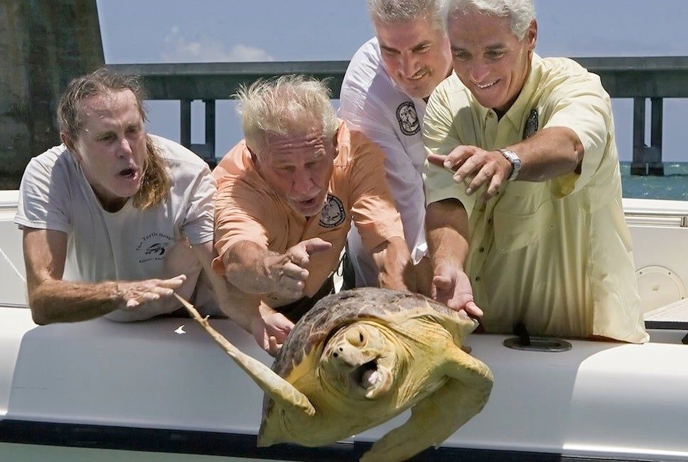 Deadspin | I Cannot Stop Looking At This Turtle Getting Thrown Off A Boat