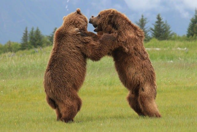 Deadspin | Please Enjoy This Gallery Of Amazing Bear Photos