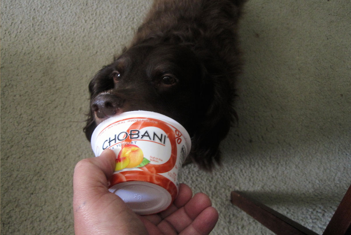 Deadspin | Chobani Sucks