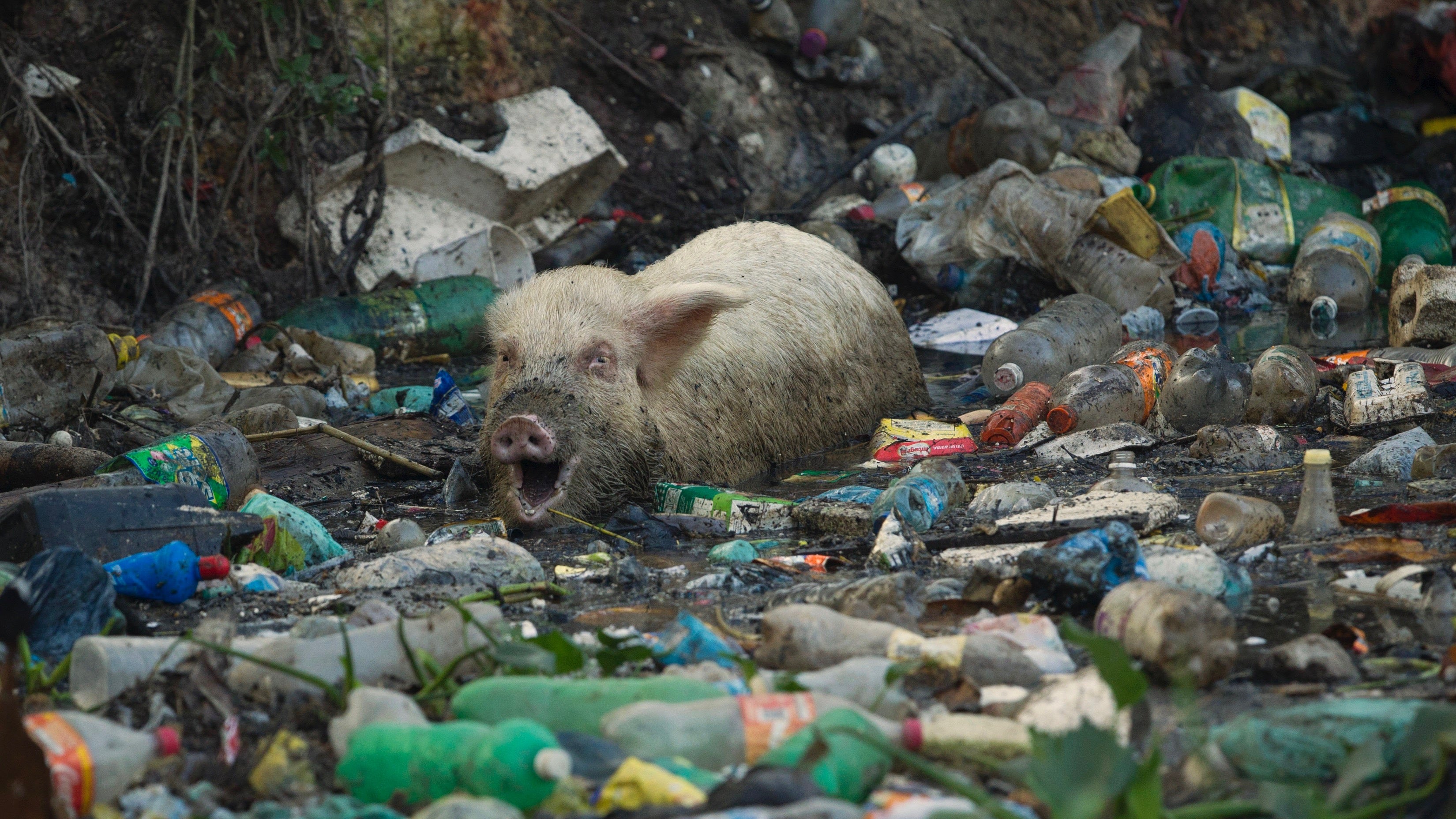 Deadspin | Tell Us About Your Extreme Teenage Gluttony