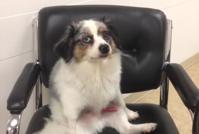 Deadspin | Boner Dog Is Feeling Super Conflicted About His Giant Dog Boner