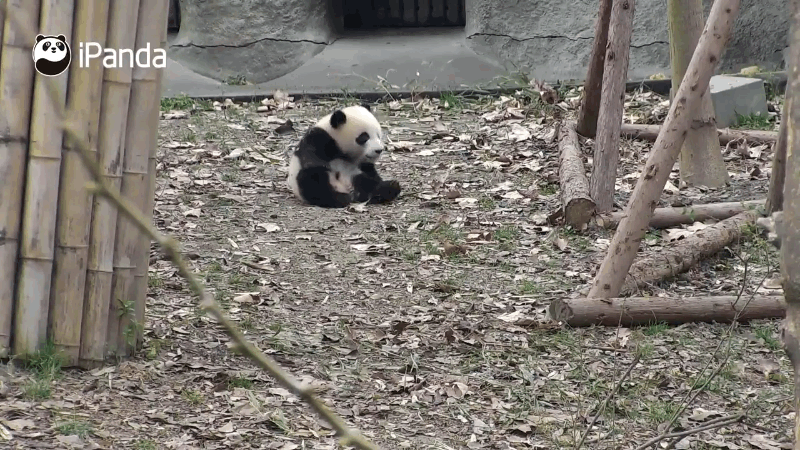 Deadspin | Roll, Panda! Roll!