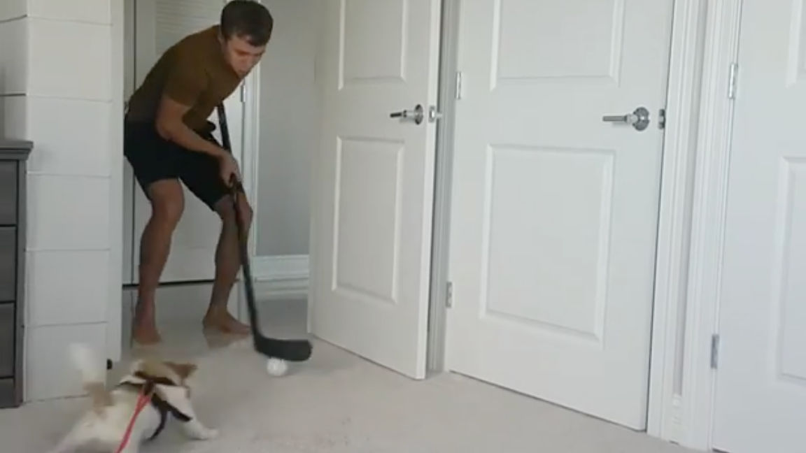 Deadspin | Artemi Panarin's Dog Is The World's Cutest Forechecker