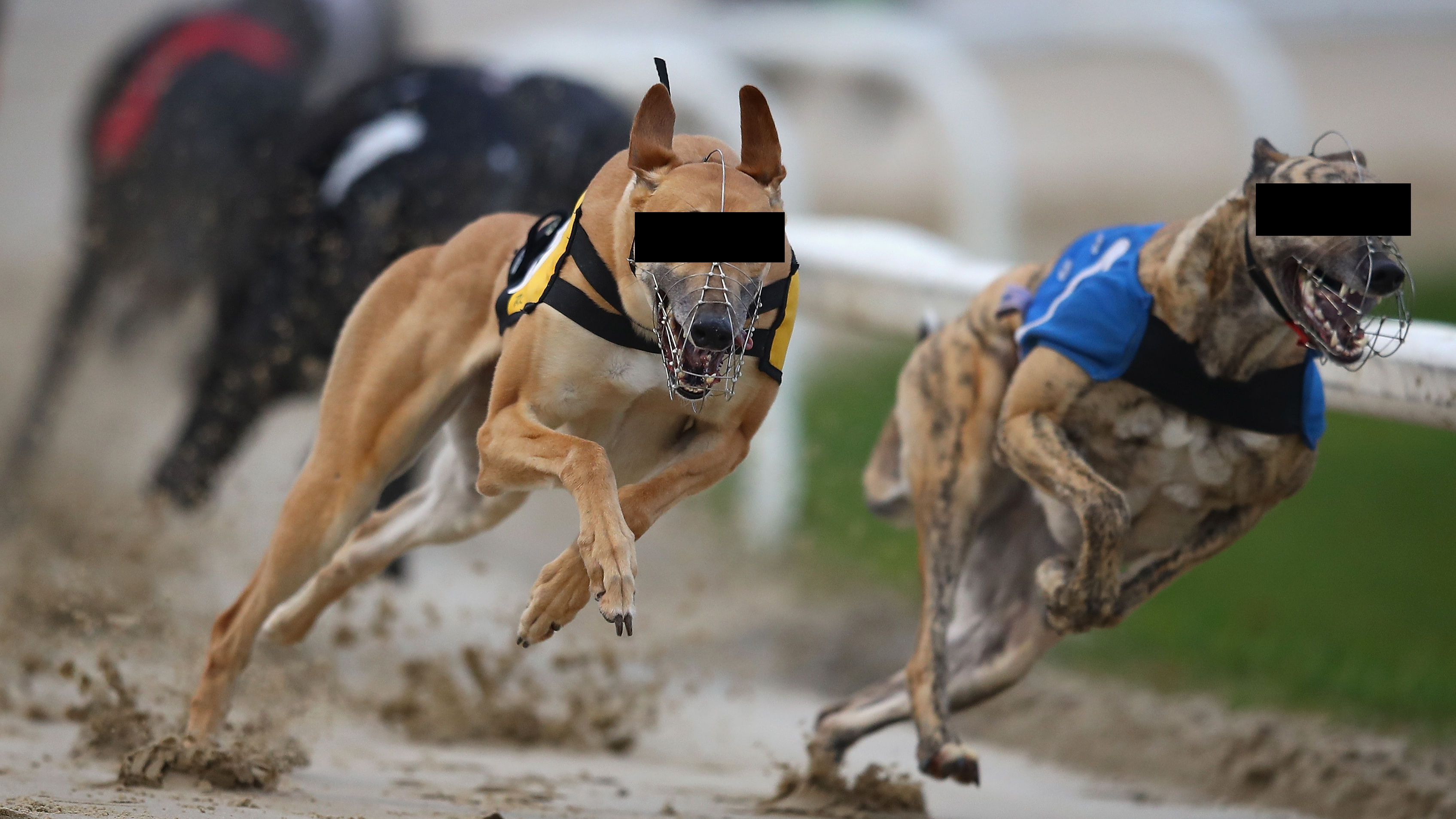 Deadspin | Report: Florida Judge Sides With Coke Dogs, Against Regulators